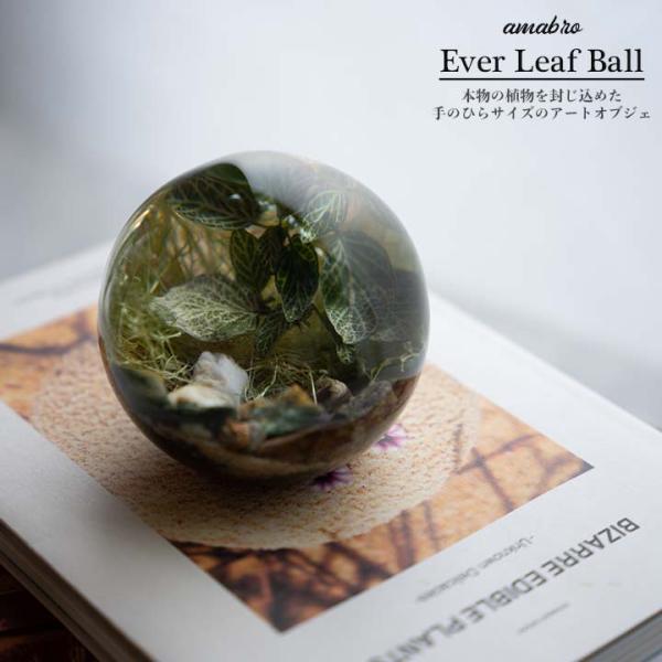 まるで時を止めたかのように、本物の植物を閉じ込めたレジン製オブジェ。透明感のある球体の中で、植物が立体的に広がり、小さなアートピースのような存在感を放ちます。光の当たり方や見る角度によって表情が変わり、空間に静かで上質なアクセントを添えてく...