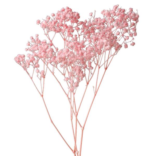 カスミ草・オーバータイム【プリザーブドフラワー・プリザーブド　花材】約50cmL/1束(約15g)＊自然の生花や植物を原料としています。サイズ、色、形などは同一ではありません。＊表示について《検索ワード》プリザーブドフラワー　ドライフラワー...