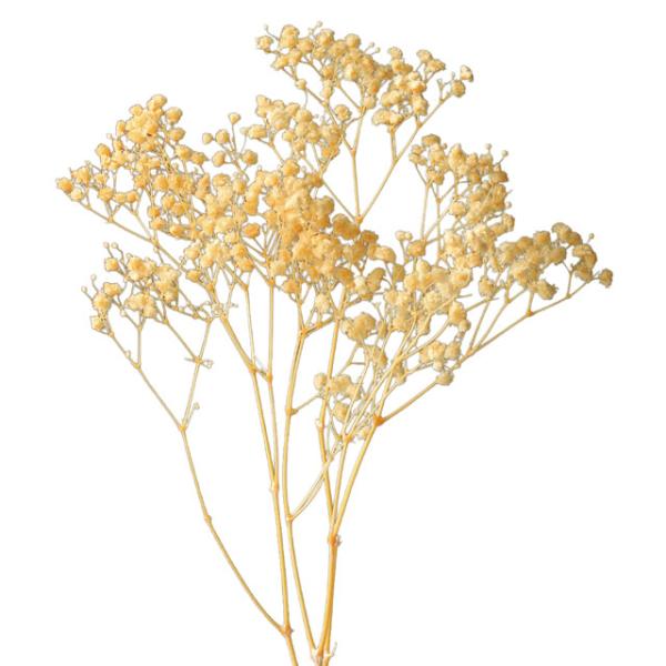 カスミ草・オーバータイム【プリザーブドフラワー・プリザーブド　花材】約50cmL/1束(約15g)＊自然の生花や植物を原料としています。サイズ、色、形などは同一ではありません。＊表示について《検索ワード》プリザーブドフラワー　ドライフラワー...