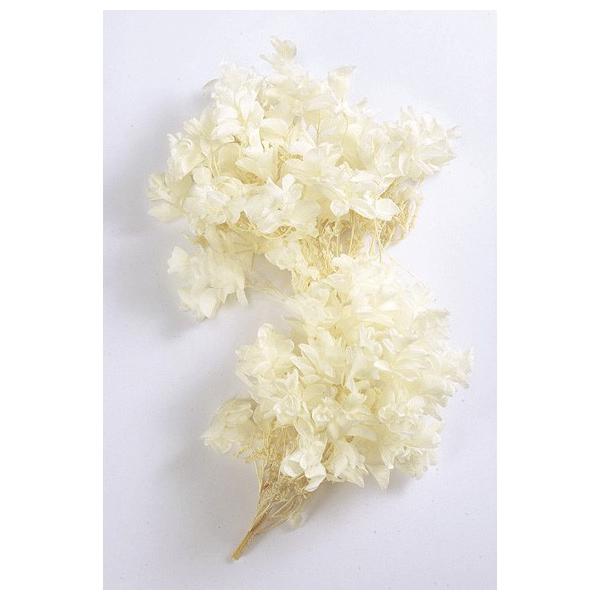 カシワバアジサイ・ヘッド・オフホワイト　01070-011   【プリザーブドフラワー・プリザーブド　花材】1箱（約2輪分)＊自然の生花や植物を原料としています。サイズ、色、形などは同一ではありません＊表示について【この商品はお取寄せになり...