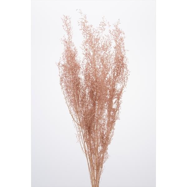 【プリザーブドフラワー・プリザーブド　花材】１束約25g約45-60cm防虫加工＊自然の生花や植物を原料としています。サイズ、色、形などは同一ではありません。＊表示について《検索ワード》プリザーブドフラワー　ドライフラワー　花材　資材　大地...