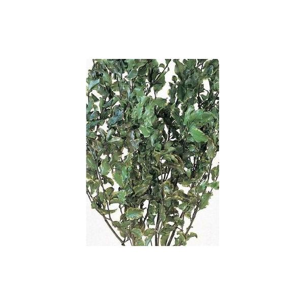 ピトスポラム グリーン 01170-700【プリザーブドフラワー・プリザーブド　花材】１束（約35g）約40-45cmL＊液漏れしやすい商品です。ご使用時に壁や衣服を汚す場合がございますのでご使用時は充分ご注意下さい。＊液漏れは不良ではござ...