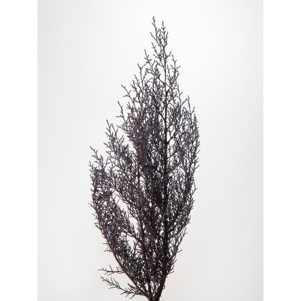 ブルーアイス グレイッシュパープル 01260-440【プリザーブドフラワー・プリザーブド　花材】1束（約100ｇ）約35-50ｃｍL＊植物の特性上、生産ロットにより濃淡があります。＊原材料産地により多少の形状と長さが異なる場合があります。...