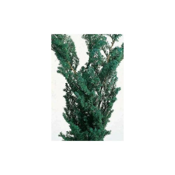 ヒムロスギ グリーン 01320-700【プリザーブドフラワー・プリザーブド　花材】１束（約120ｇ）約60cmL＊画像2のような茶色い部分が有る場合がございます。　農業製品ですのでご理解の上お買い求め下さい。　＊画像2はヒムロスギ・フレッ...