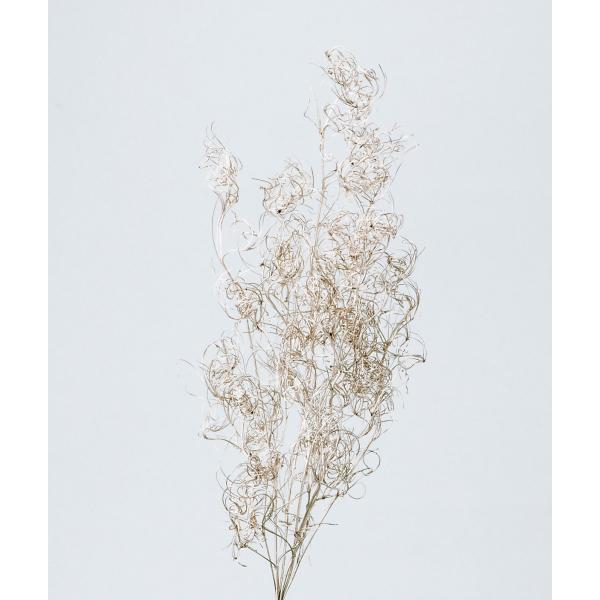 ゴアナクロー プラチナ 01330-932【プリザーブドフラワー・プリザーブド　花材】1束約20-35ｃｍL＊植物の特性上、生産ロットにより濃淡があります。＊原材料産地により多少の形状と長さが異なる場合があります。＊自然の生花や植物を原料と...