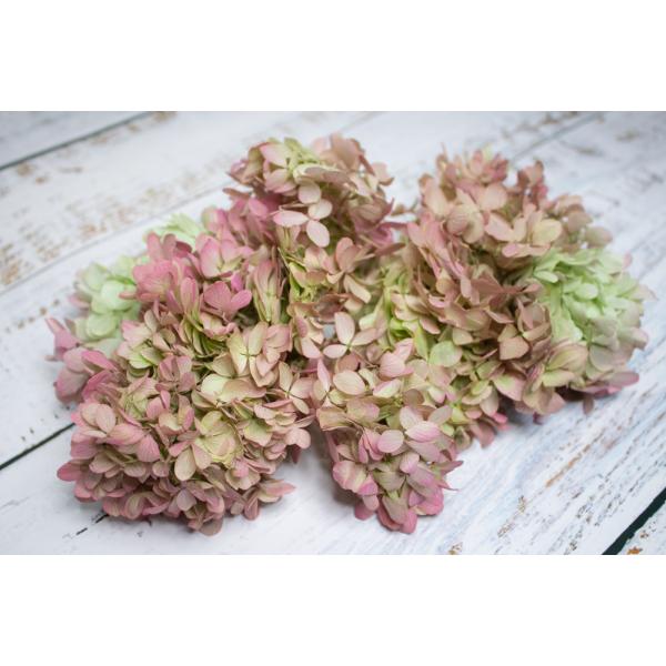 ピラミッドアジサイ・ヘッド オレガノピンク 01515-171【プリザーブドフラワー・プリザーブド　花材】1箱（約2輪分）＊自然の生花や植物を原料としています。サイズ、色、形などは同一ではありません＊表示について■葉が縮れている物、葉が丸ま...