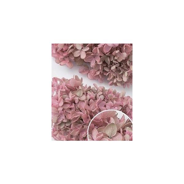 ピラミッドアジサイ・ヘッド ピンクライム 01515-172【プリザーブドフラワー・プリザーブド　花材】1箱（約2輪分）＊自然の生花や植物を原料としています。サイズ、色、形などは同一ではありません＊表示について■葉が縮れている物、葉が丸まっ...