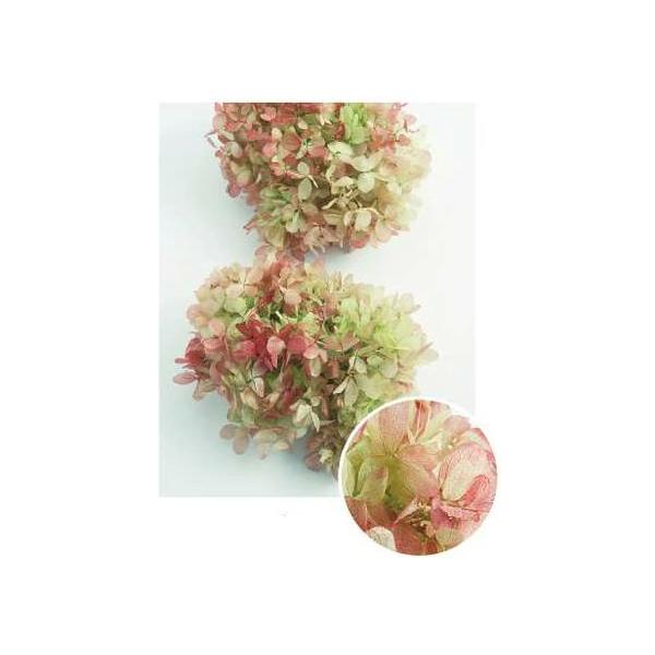 ピラミッドアジサイ・ヘッド ライムロゼ 01515-720【プリザーブドフラワー・プリザーブド　花材】1箱（約2輪分）＊自然の生花や植物を原料としています。サイズ、色、形などは同一ではありません＊表示について■葉が縮れている物、葉が丸まって...