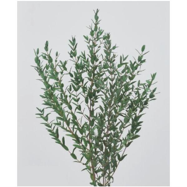 小葉ユーカリ【プリザーブドフラワー花材】約50-60cmL/1束(約40g)＊商品特性上、実や葉落ち、折れがございます。＊自然の生花や植物を原料としています。＊表示について《検索ワード》プリザーブドフラワー　ドライフラワー　花材　資材　大地...