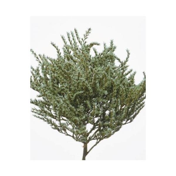 タタリカ１束（約25g）　約30-40cmL防虫サイズ、色、形などは同一＊表示について《検索ワード》プリザーブドフラワー　ドライフラワー　花材　資材　大地農園かざい　卸　問屋　ハーバリウム　フラワーアレンジアロマワックス　アレンジメント　お...