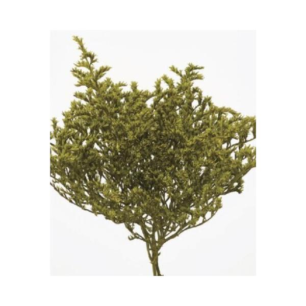 タタリカ１束（約25g）　約30-40cmL防虫サイズ、色、形などは同一＊表示について《検索ワード》プリザーブドフラワー　ドライフラワー　花材　資材　大地農園かざい　卸　問屋　ハーバリウム　フラワーアレンジアロマワックス　アレンジメント　お...