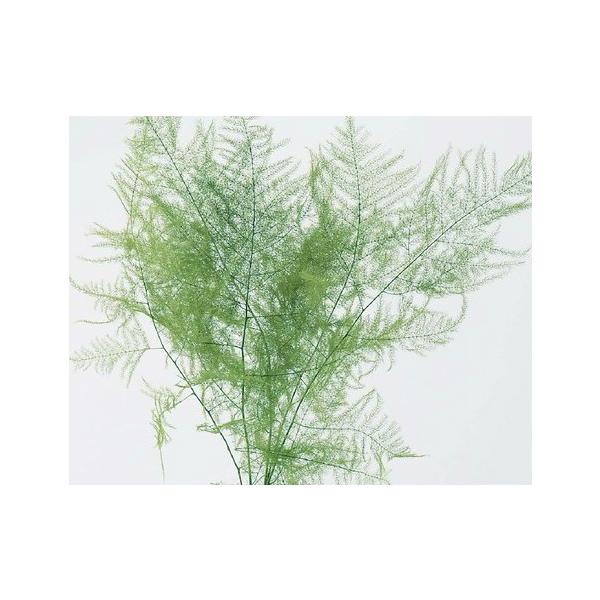 アスパラ・ショート グリーン 02110-700１束（約5本）約25-30ｃｍL防虫加工＊自然の生花や植物を原料としています。サイズ、色、形などは同一ではありません。＊表示について《検索ワード》プリザーブドフラワー　ドライフラワー　花材　資...