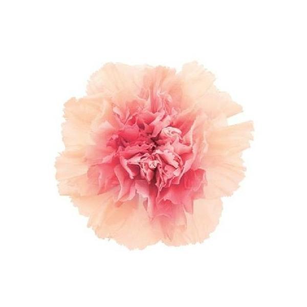 カーネーション・ミルフィーユ ピーチロゼ 02180-370【プリザーブドフラワー・プリザーブド　花材】8輪入り直径約5-6.5cm＊表示について＊自然の生花や植物を原料としています。サイズ、色、形などは同一ではありません。《検索ワード》プ...