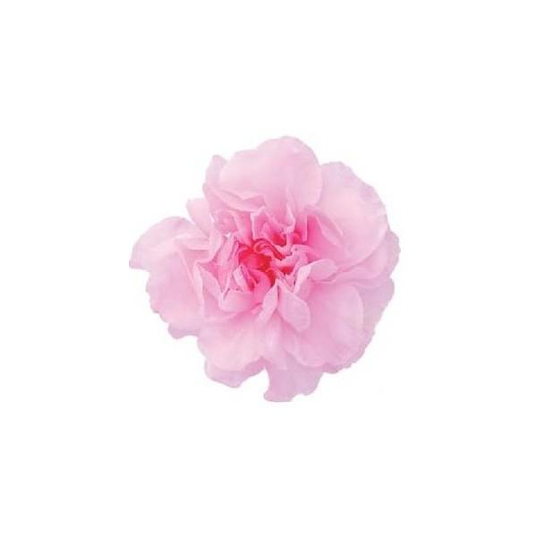 ミニカーネーション・ミルフィーユ ベビーピンクロゼ 02181-120【プリザーブドフラワー・プリザーブド　花材】9輪入り直径約3.5-4.5cm＊表示について＊自然の生花や植物を原料としています。サイズ、色、形などは同一ではありません。《...