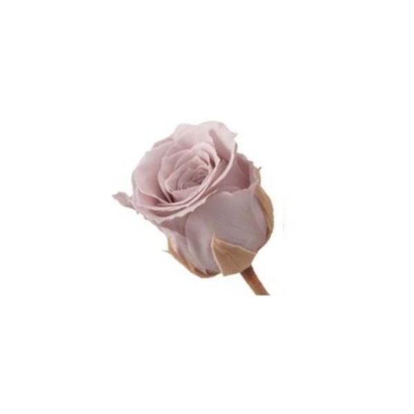 ビビアン ピンクベージュ 02370-081【プリザーブドフラワー・プリザーブド　花材】24輪入り花径2-3cm花丈2-2.8cm＊自然の生花や植物を原料としています。サイズ、色、形などは同一ではありません＊表示について《検索ワード》プリザ...