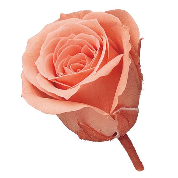 ビビアン【プリザーブドフラワー・プリザーブド　花材】24輪入り花径2-3cm花丈2-2.8cm＊自然の生花や植物を原料としています。サイズ、色、形などは同一ではありません＊表示について《検索ワード》プリザーブドフラワー　ドライフラワー　花材...