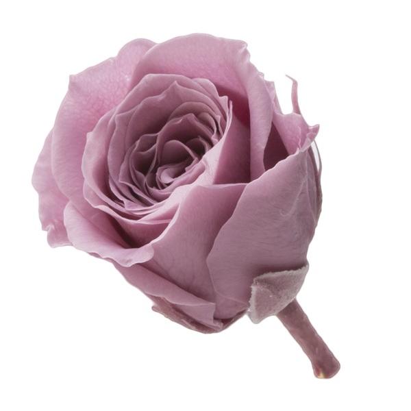 ビビアン ラシットピンク 02370-173【プリザーブドフラワー・プリザーブド　花材】24輪入り花径2-3cm花丈2-2.8cm＊自然の生花や植物を原料としています。サイズ、色、形などは同一ではありません＊表示について《検索ワード》プリザ...