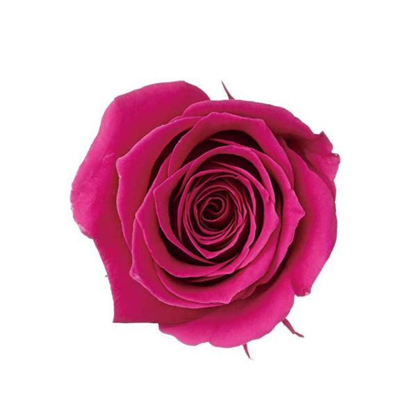 ビビアン ロゼ 02370-282【プリザーブドフラワー・プリザーブド　花材】24輪入り花径2-3cm花丈2-2.8cm＊自然の生花や植物を原料としています。サイズ、色、形などは同一ではありません＊表示について《検索ワード》プリザーブドフラ...