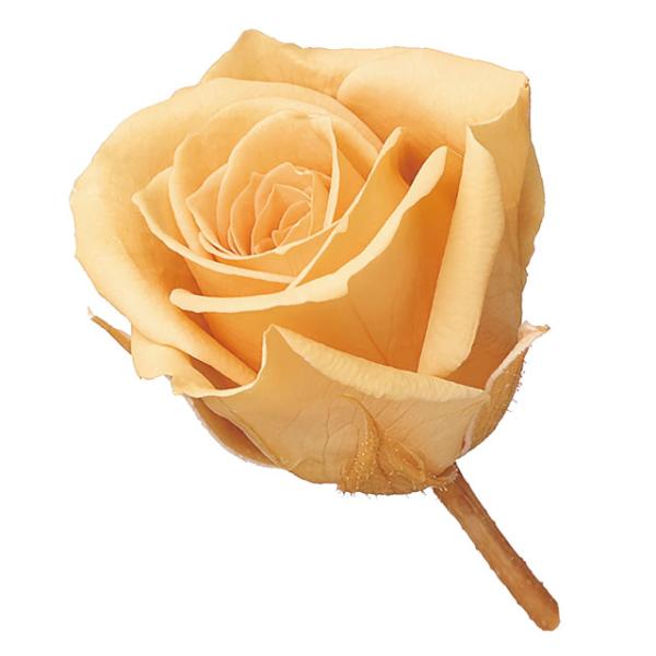 ビビアン【プリザーブドフラワー・プリザーブド　花材】24輪入り花径2-3cm花丈2-2.8cm＊自然の生花や植物を原料としています。サイズ、色、形などは同一ではありません＊表示について《検索ワード》プリザーブドフラワー　ドライフラワー　花材...