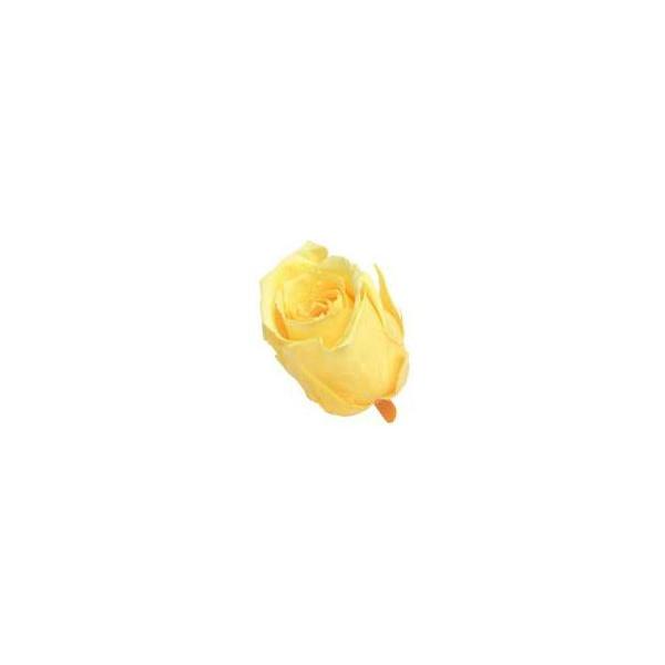 ビビアン モーニングイエロー 02370-501【プリザーブドフラワー・プリザーブド　花材】24輪入り花径2-3cm花丈2-2.8cm＊自然の生花や植物を原料としています。サイズ、色、形などは同一ではありません＊表示について《検索ワード》プ...