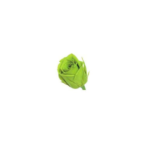 ビビアン ライトグリーン 02370-721【プリザーブドフラワー・プリザーブド　花材】24輪入り花径2-3cm花丈2-2.8cm＊自然の生花や植物を原料としています。サイズ、色、形などは同一ではありません＊表示について《検索ワード》プリザ...