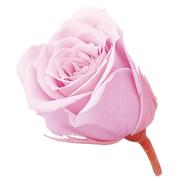 ビビアン【プリザーブドフラワー・プリザーブド　花材】9輪入り花径2-3cm花丈2-2.8cm＊自然の生花や植物を原料としています。サイズ、色、形などは同一ではありません＊表示について《検索ワード》プリザーブドフラワー　ドライフラワー　花材　...