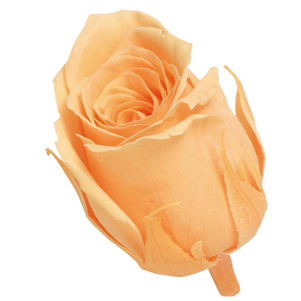 ビビアン【プリザーブドフラワー・プリザーブド　花材】9輪入り花径2-3cm花丈2-2.8cm＊自然の生花や植物を原料としています。サイズ、色、形などは同一ではありません＊表示について《検索ワード》プリザーブドフラワー　ドライフラワー　花材　...