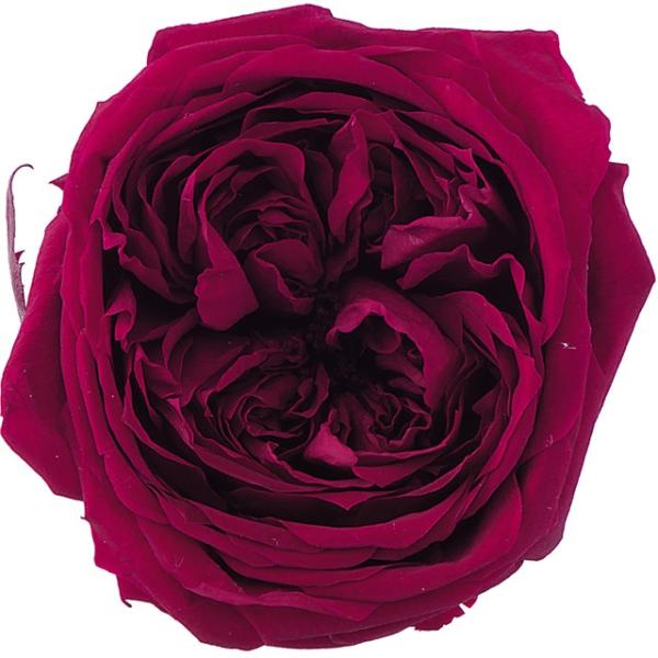 ローズ・てまり ワインレッド 02460-471【プリザーブドフラワー・プリザーブド　花材】8輪入り花径4-5cm花丈3-4cm＊自然の生花や植物を原料としています。サイズ、色、形などは同一ではありません。＊表示について《検索ワード》プリザ...