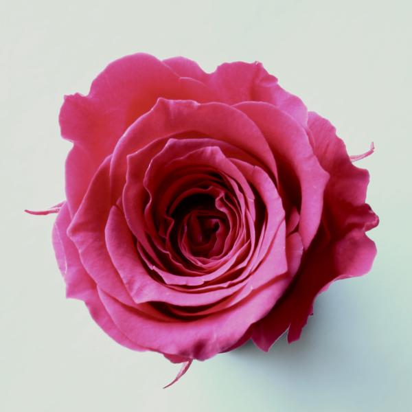 ローズ・サラ フランボワーズ 02580-211【プリザーブドフラワー・プリザーブド　花材】9輪入り花径:約3.2-4cm　花丈:約2-2.8cmL＊自然の生花や植物を原料としています。サイズ、色、形などは同一ではありません。＊表示について...