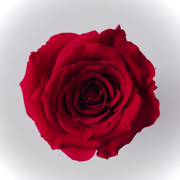 ローズ・サラ ワインレッド 02580-471【プリザーブドフラワー・プリザーブド　花材】9輪入り花径:約3.2-4cm　花丈:約2-2.8cmL＊自然の生花や植物を原料としています。サイズ、色、形などは同一ではありません。＊表示について《...