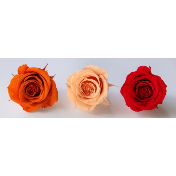ローズ・サラ・カラーアソート オータムミックス 02584-320【プリザーブドフラワー・プリザーブド　花材】9輪入り花径:約3.2-4cm　花丈:約2-2.8cmL＊自然の生花や植物を原料としています。サイズ、色、形などは同一ではありませ...