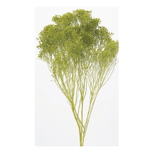 モリソニア【プリザーブドフラワー・プリザーブド　花材】１束約20g約45cm防虫加工＊自然の生花や植物を原料としています。サイズ、色、形などは同一ではありません。＊表示について《検索ワード》プリザーブドフラワー　ドライフラワー　花材　資材　...