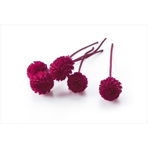 千日紅・プリザーブド・ヘッド レッド 03453-3211箱30輪入全長約2-4ｃｍ花サイズ1-3ｃｍ商品特性上実が落ちたり割れがあります。＊自然の生花や植物を原料としています。サイズ、色、形などは同一ではありません。＊表示について《検索ワ...