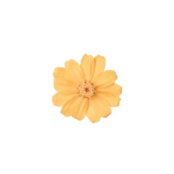 ジニア【プリザーブドフラワー・プリザーブド　花材】12輪入り直径約3.5-5ｃｍ湿度により花弁が透けることがあります。＊自然の生花や植物を原料としています。サイズ、色、形などは同一ではありません。＊表示について《検索ワード》プリザーブドフラ...