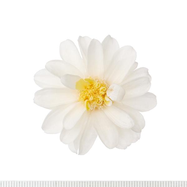 ジニア八重【プリザーブドフラワー・プリザーブド　花材】6輪入り直径約4-5ｃｍ湿度により花弁が透けることがあります。＊自然の生花や植物を原料としています。サイズ、色、形などは同一ではありません。＊表示について《検索ワード》プリザーブドフラワ...