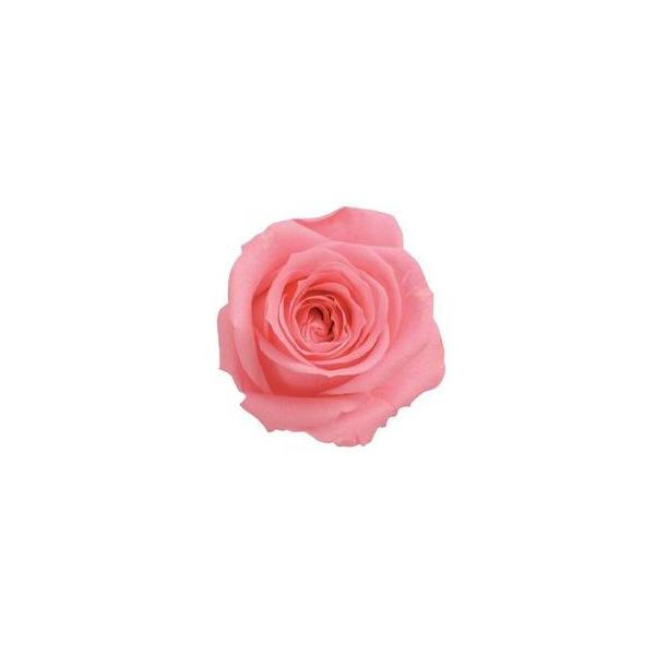 ローズ・いずみ キャンディーピンク 03480-121【プリザーブドフラワー・プリザーブド　花材】9輪入り花径3.5-4.5cm花丈3-3.5m＊自然の生花や植物を原料としています。サイズ、色、形などは同一ではありません＊表示について《検索...