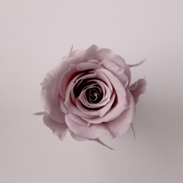 ローズ・いずみ ミスティーローズ 03480-241【プリザーブドフラワー・プリザーブド　花材】9輪入り花径3.5-4.5cm花丈3-3.5m＊自然の生花や植物を原料としています。サイズ、色、形などは同一ではありません＊表示について《検索ワ...