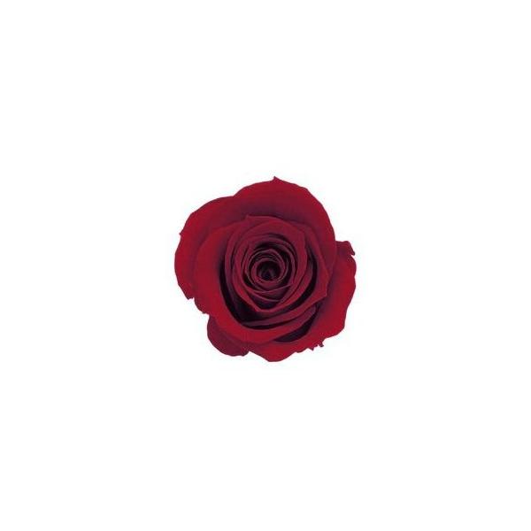 ローズ・いずみ クイーンレッド 03480-331【プリザーブドフラワー・プリザーブド　花材】9輪入り花径3.5-4.5cm花丈3-3.5m＊自然の生花や植物を原料としています。サイズ、色、形などは同一ではありません＊表示について《検索ワー...