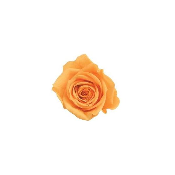 ローズ・いずみ フルーティオレンジ 03480-351【プリザーブドフラワー・プリザーブド　花材】9輪入り花径3.5-4.5cm花丈3-3.5m＊自然の生花や植物を原料としています。サイズ、色、形などは同一ではありません＊表示について《検索...