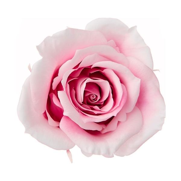 ローズ・いずみ・スフレ シャンパンベリー 03491-121【プリザーブドフラワー・プリザーブド　花材】9輪入り花径3.5-4.5cm花丈3-3.5m＊自然の生花や植物を原料としています。サイズ、色、形などは同一ではありません＊表示について...