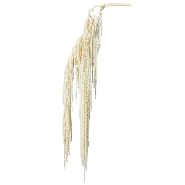 ヒモゲイトウ１束 約70-90cmL＊自然の生花や植物を原料としています。サイズ、色、形などは同一ではありません。＊表示について《検索ワード》プリザーブドフラワー　ドライフラワー　花材　資材　大地農園かざい　卸　問屋　ハーバリウム　フラワー...