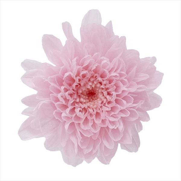 小菊 シャーベットピンク 03680-102【プリザーブドフラワー・プリザーブド　花材】12輪入り直径約3-4.5cm＊自然の生花や植物を原料としています。サイズ、色、形などは同一ではありません＊表示について《検索ワード》プリザーブドフラワ...