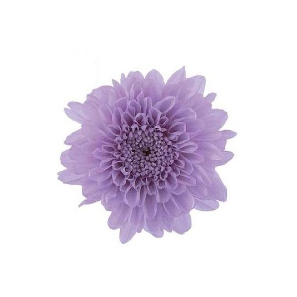小菊 スウィートライラック 03680-451【プリザーブドフラワー・プリザーブド　花材】12輪入り直径約3-4.5cm＊自然の生花や植物を原料としています。サイズ、色、形などは同一ではありません＊表示について《検索ワード》プリザーブドフラ...
