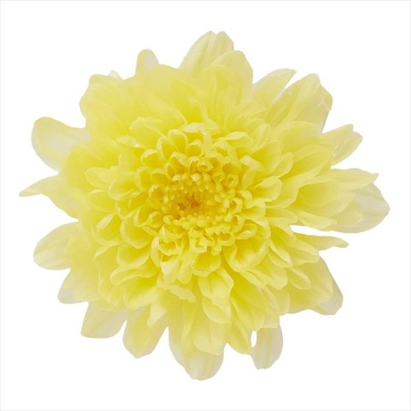 小菊 モーニングイエロー 03680-501【プリザーブドフラワー・プリザーブド　花材】12輪入り直径約3-4.5cm＊自然の生花や植物を原料としています。サイズ、色、形などは同一ではありません＊表示について《検索ワード》プリザーブドフラワ...