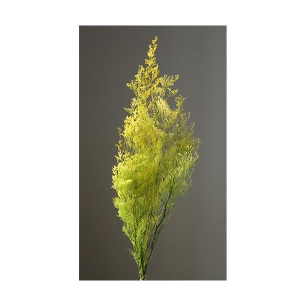 カスピア イエロー／グリーン 03715-570約60cmL/1束(約27g)防虫加工＊商品特性上、花や葉が折れたり割れたりしている場合がございます。＊自然の生花や植物を原料としています。サイズ、色、形などは同一ではありません。＊表示につい...