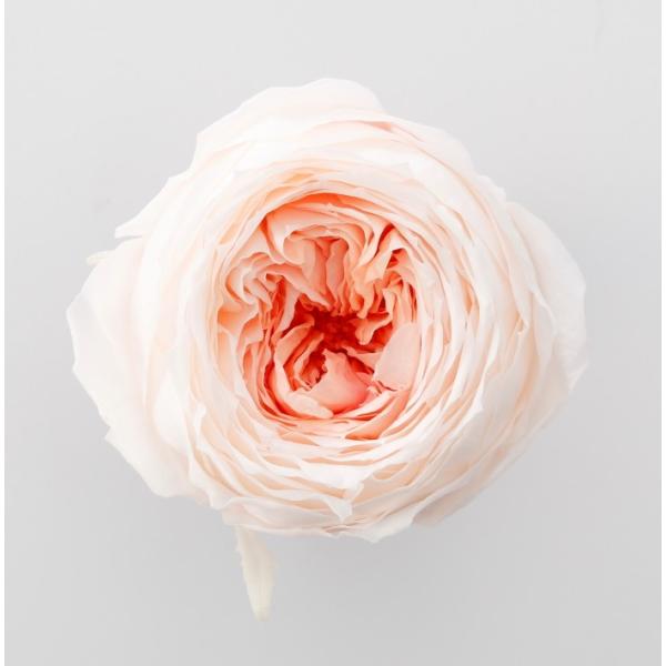 ローズ・てまり・ミルフィーユ ホワイトコーラル 03830-061【プリザーブドフラワー・プリザーブド　花材】8輪入り花径4-5cm花丈2.5-4cm＊自然の生花や植物を原料としています。サイズ、色、形などは同一ではありません。＊表示につい...