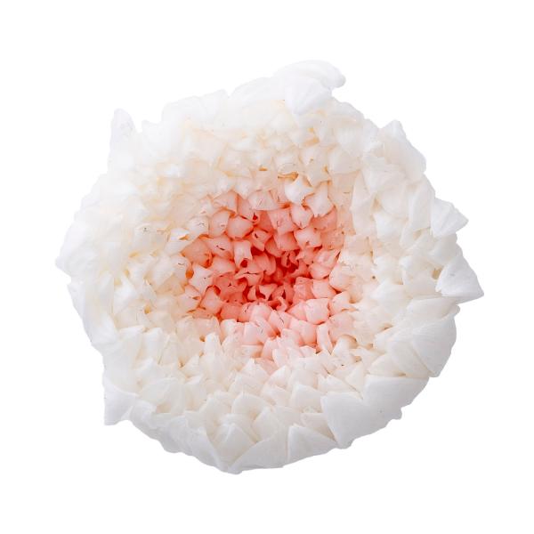 輪菊・小・ミルフィーユ ホワイトピンク 04183-011【プリザーブドフラワー・プリザーブド　花材】9輪入り花径：約3-4ｃｍ　花高約3-4.5ｃｍ＊自然の生花や植物を原料としています。サイズ、色、形などは同一ではありません。＊表示につい...