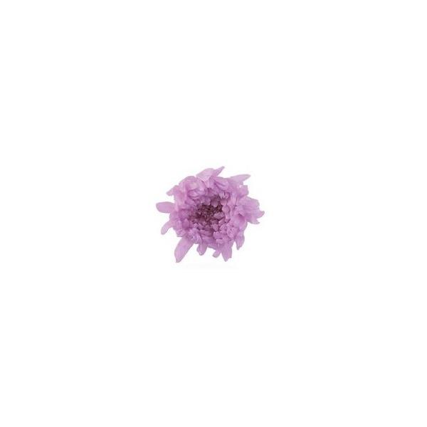 輪菊・小 スウィートライラック 04803-451【プリザーブドフラワー・プリザーブド　花材】9輪入り花径：約3-4ｃｍ＊自然の生花や植物を原料としています。サイズ、色、形などは同一ではありません。＊表示について《検索ワード》プリザーブドフ...