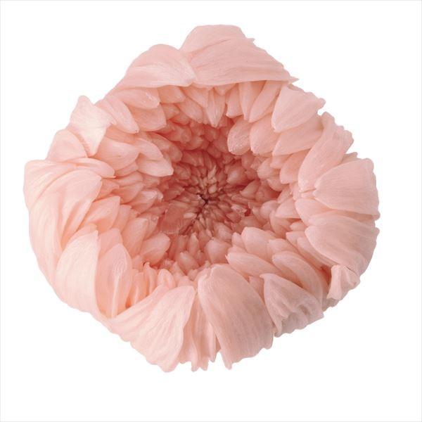 輪菊・中 シルキーピンク 04806-131【プリザーブドフラワー・プリザーブド　花材】6輪入り直径約4-5cm＊自然の生花や植物を原料としています。サイズ、色、形などは同一ではありません＊表示について《検索ワード》プリザーブドフラワー　ド...