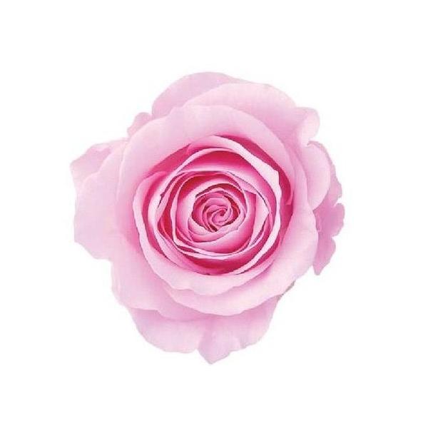ローズ・かのん・Ｍ シャーベットピンク 05202-102【プリザーブドフラワー・プリザーブド　花材】9輪入り花径4-4.5cm花丈3.5-4cm＊自然の生花や植物を原料としています。サイズ、色、形などは同一ではありません＊表示について《検...